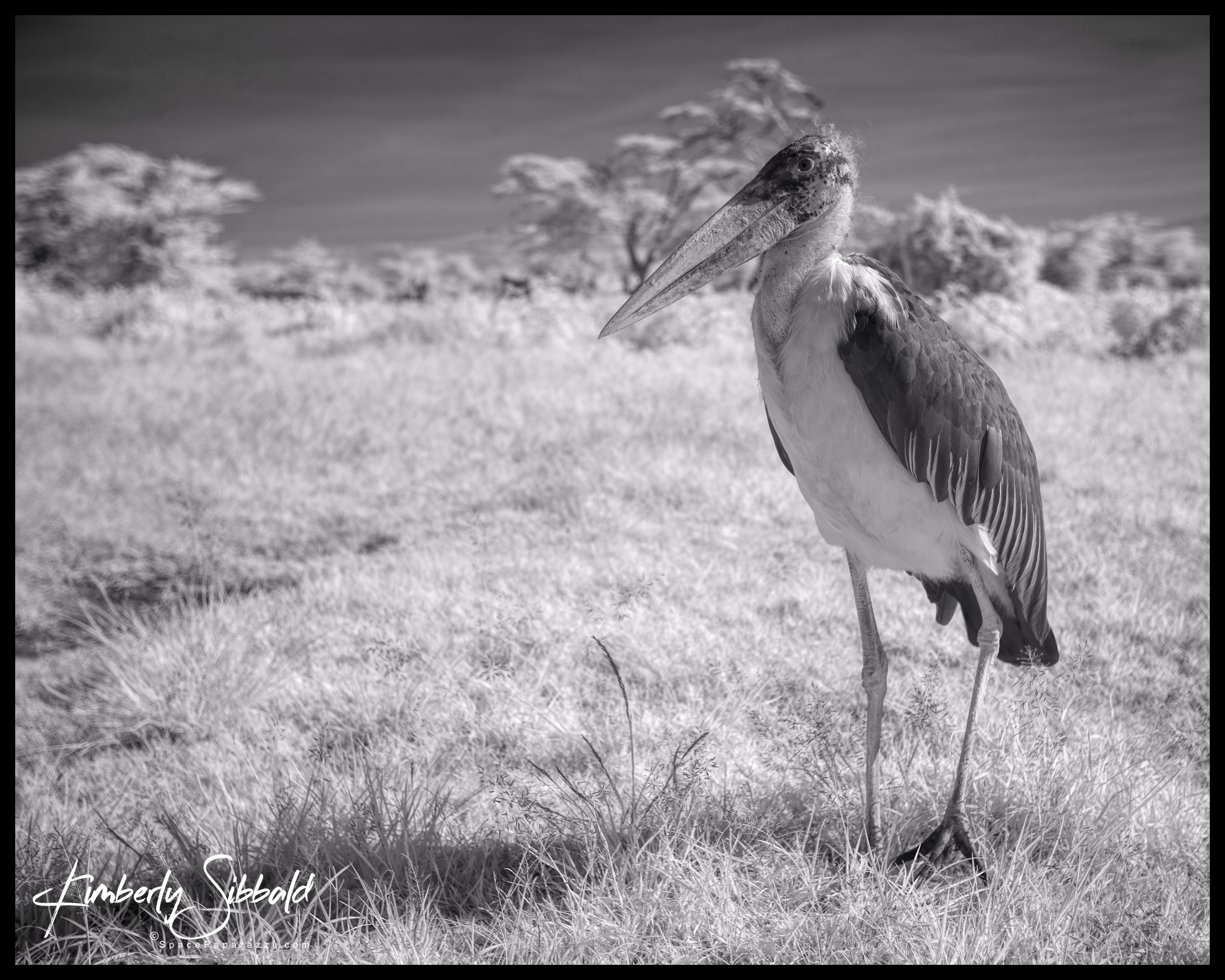 Marabou Stork | SpacePaparazzi